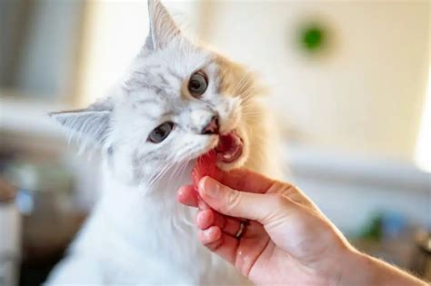 9 idées recettes de croquettes pour chat équilibrées et gourmandes