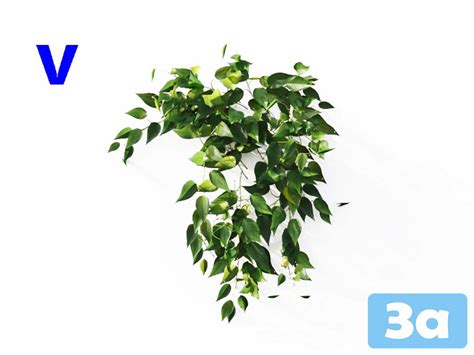 Sketchup Tree Model High Quality 3d Model For Architectural Visualization