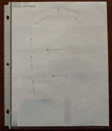 Venous Drainage Of The Lower Limb Diagram Quizlet