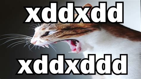 Gato Riendose Meme En 4k Youtube