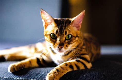 Bengal Cat Behaviour Problems And Solutions