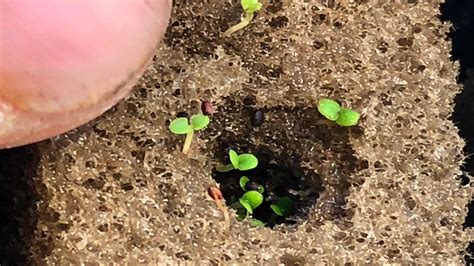 Hydroponic Basil Germination Grozine