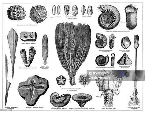 Jurassic Fossils High Res Vector Graphic Getty Images