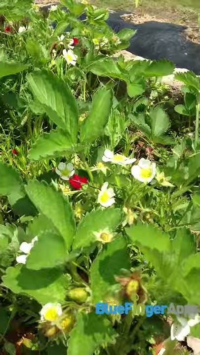 Shaney Songz Youtube