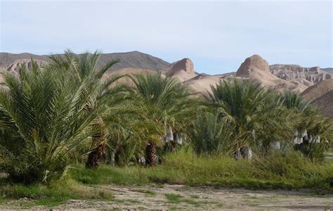 무료 이미지 경치 연안 나무 언덕 지역 대초원 황무지 죽음의 계곡 생태계 와디 Mojavedesert 키