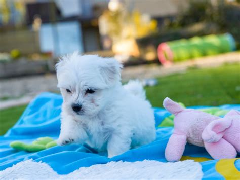 Chiots Cotons de Tuléar LOF disponibles et à réserver Ylang Ylang
