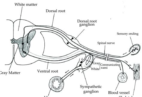 Ventral Root