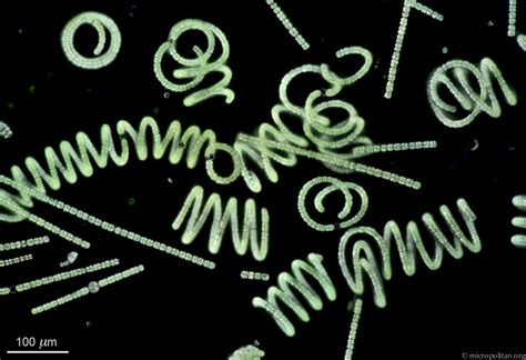 Bacteria Anton Van Leeuwenhoek Seeing The Invisible Van Leeuwenhoeks