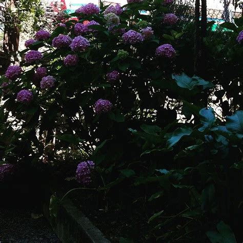 Pin By Alexandra Huștiu Bibire On My Instagram Account Plants