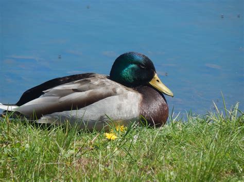 [200 ] Duck Background S