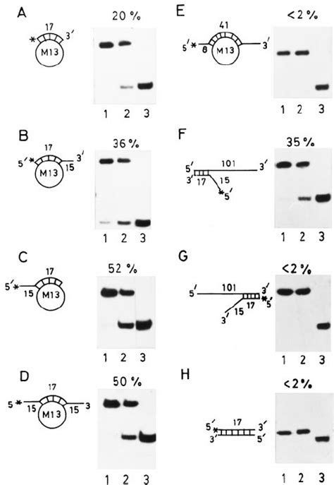 Preference Of Forked Dna Structures For Unwinding Activity Of Pea Ctdna