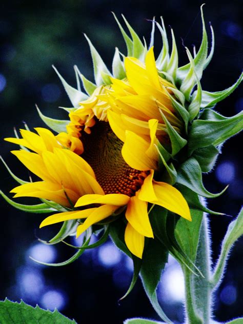 900 Best Sunflowers Ideas In 2025 Sunflower Sunflowers And Daisies