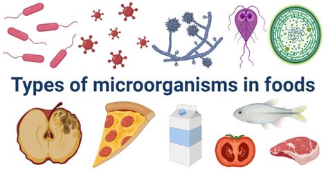Microbial Food Spoilage Types Of Microorganisms With Examples