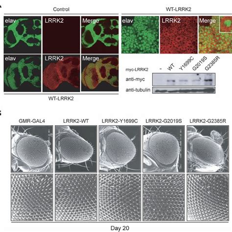 Expression Of Lrrk2 Transgenes In Drosophila Neither Affects Its