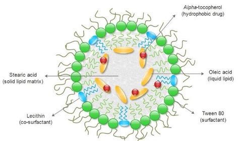 Schematic Illustration Of Alpha Tocopherol Nlc Download Scientific