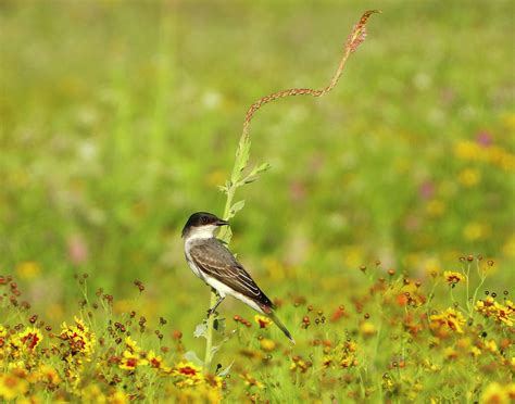 Texas Songbird Photograph By Belinda Krause Fine Art America