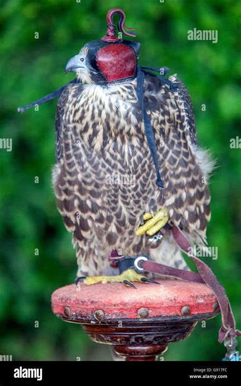 Peregrine Falcon Sits On A Sitting Post With A Falconry Hood Cap On