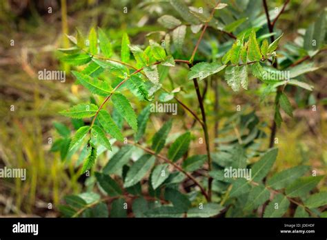 Ash Sapling Trees Hi Res Stock Photography And Images Alamy