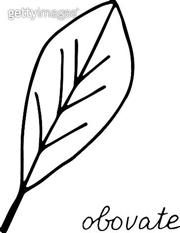 Hand Drawn Doodle Leaf Black Shape With Different Forms Obovate Leaf