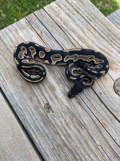 Blackhead Mojave Poss Harlequin Het Pied Ball Python By Southern Roots