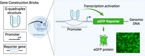 上游 G 四链体 Dna 结构可以刺激基因转录 Acs Chemical Biology X Mol