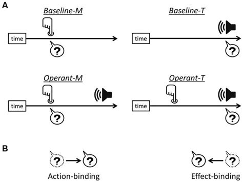 Intentional Binding Paradigm A In Each Task Participants Reported