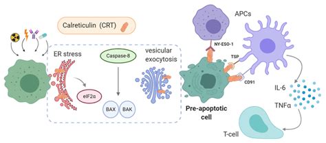 Schematic Representation Of Calreticulin Crt Exposure And Its