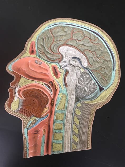 AP 2 Lab Practical 2 Diagram Quizlet