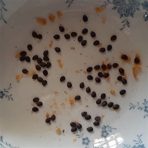 Passiflora Incarnata Seeds From Our Homegrown Organic Fruit Rgardening