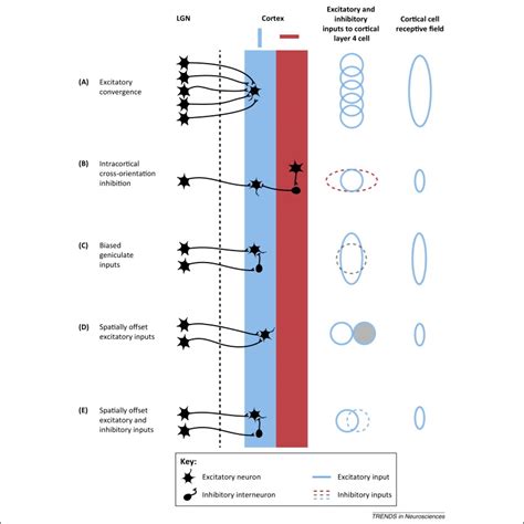 visual cortex layers