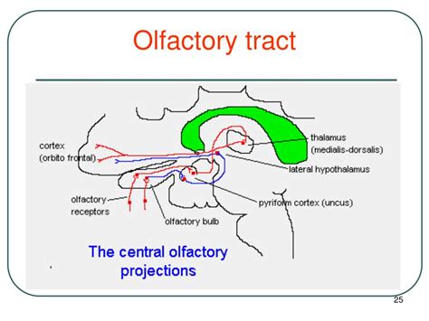 Ppt The Sense Of Smell And Taste In Human Physiology Powerpoint