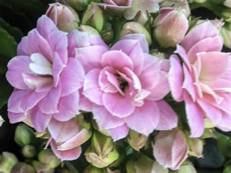 Lovely Wanko blog 12月7日の誕生花