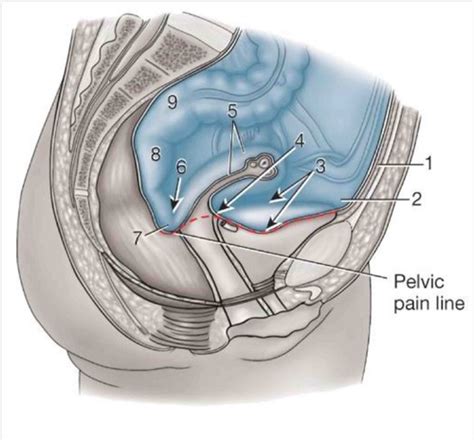 Pelvis And Perineum Ii Flashcards Quizlet