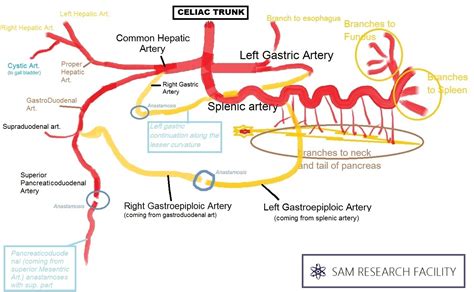Abdomen Visceral Arteries Celiac Ranzcrpart1 Wiki Fandom Powered By Wikia