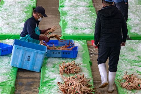 奇跡の漁場が育んだ、海の京都の松葉ガニ 海と生きる 海の京都 Times