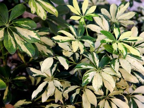Schefflera All The Tips On Caring For This Fast Growing Houseplant