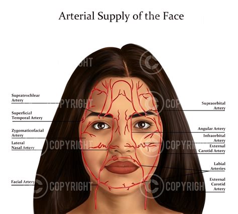 Arterial Supply Face Botox And Filler Injector Facial Arteries