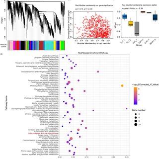 Wgcna Analysis A Gene Dendrogram And Module Color Analysis Different