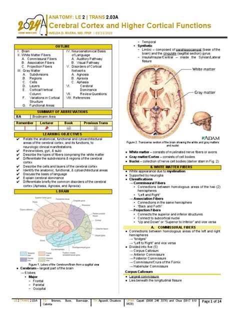Cerebral Cortex And Higher Cortical Functions Pdf Cerebral Cortex Corpus Callosum