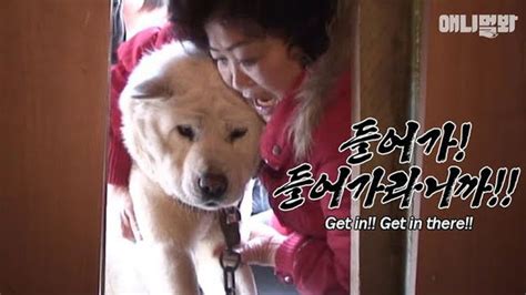 애니멀봐 멀쩡한 집 놔두고 노숙생활하는 복돌이 Sbs