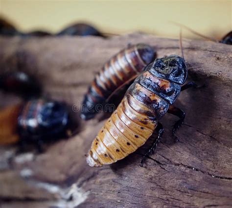 Madagascar Hissing Cockroach Or Gromphadorhina Portentosa Stock Image