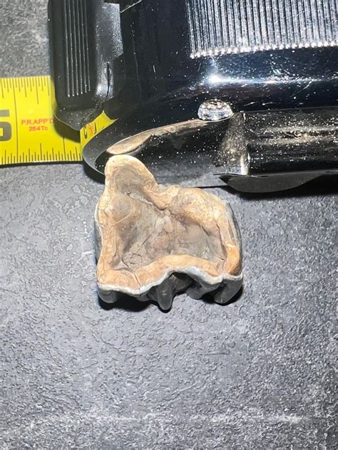 Tooth Identification Rfossils