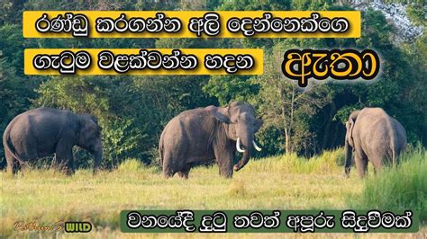රණ්ඩු කරගන්න අලි දෙන්නෙක්ගෙ ගැටුම වළක්වන්න හදන ඇතා Pathums Wild Youtube