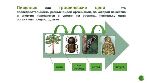 Структура экосистем - YouTube