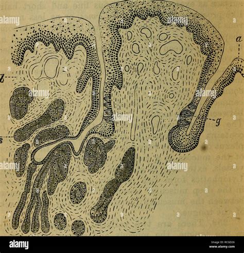 Adenoid Histology