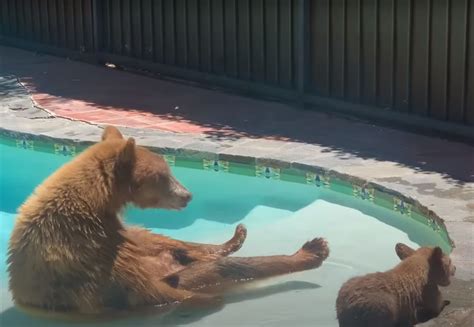 自宅のプールにあらわれたクマの親子。母グマは一緒に入りたいみたいですが、子グマは入りたくないみたいです【アメリカ・動画】 ｜ ガジェット通信