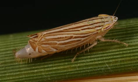 Treehopper Faq Dietrich Leafhopper Lab