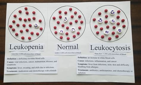 Effects Diseases Have On Leukocytes Human Steam