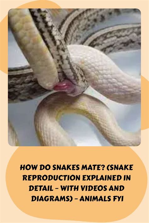 How Do Snakes Mate Snake Reproduction Explained In Detail With