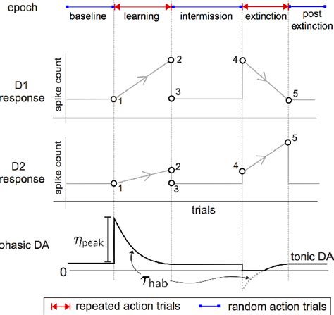 Figure 1 From A New Framework For Cortico Striatal Plasticity